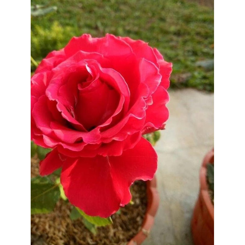 15+ Download Gambar Bunga Mawar Merah - Gambar Bunga Indah