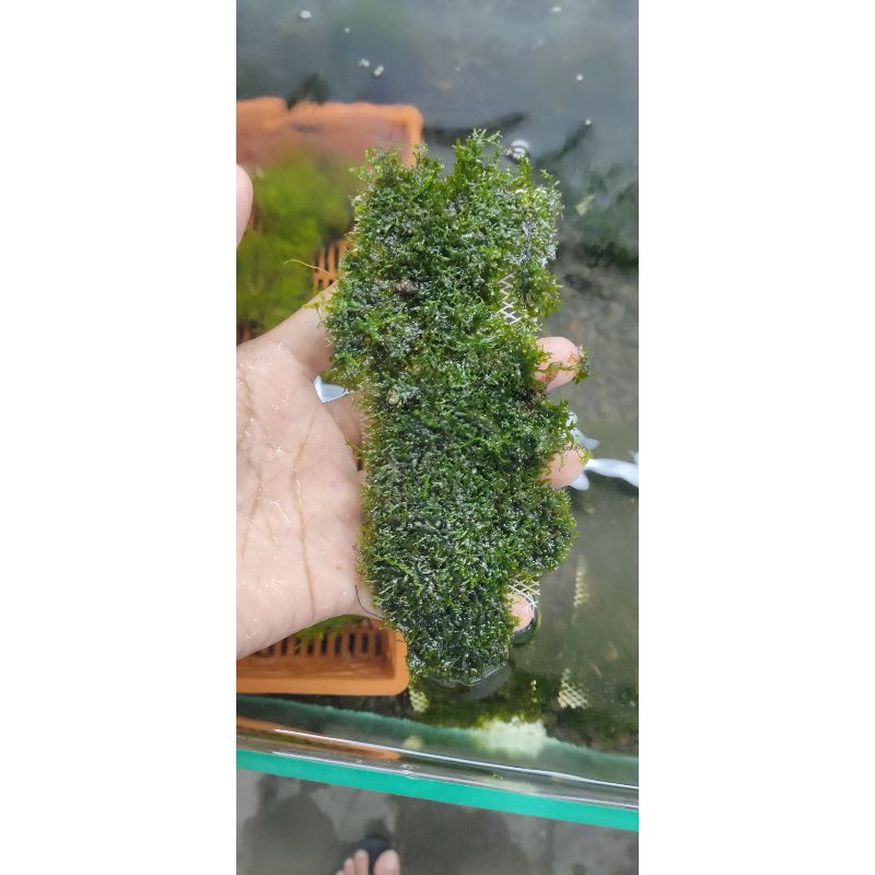 Jual mose ricardia per satuan foto Oxy Aquatic Ponorogo | Shopee Indonesia