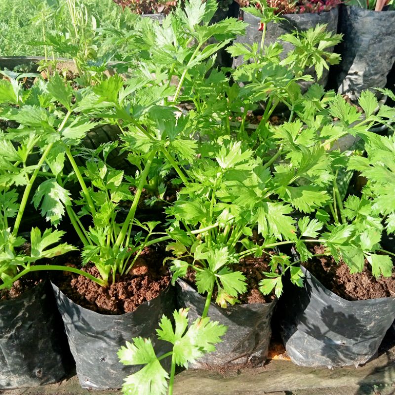 Jual Tanaman daun sop daun seledritunas sudah sekitar 3-6batang Ready ...