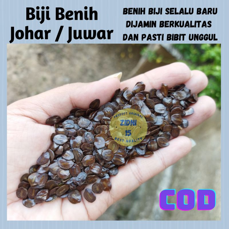 Jual [25gram] Biji Benih Johar / Biji Juwar / Senna Siamea / Pohon ...