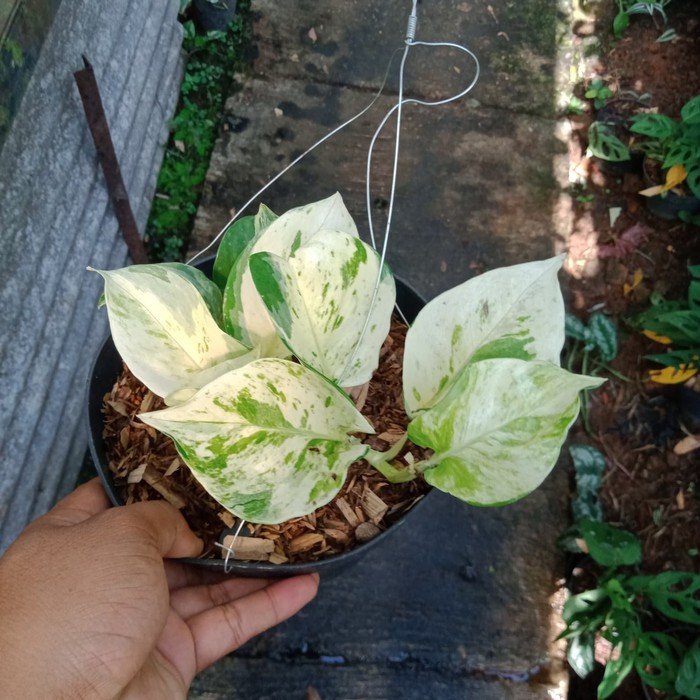 Jual Order Langsung tanaman sri gading keong terbaik | Shopee Indonesia