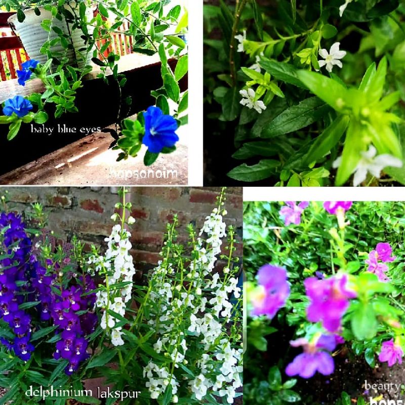 Jual tanaman bunga Baby Blue Eyes Mutiara Taiwan Beauty Angelonia mirip ...