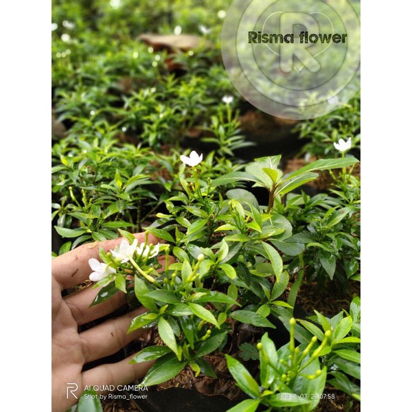 Jual SUDAH BERBUNGA Tanaman hias pohon rombusa mini / pohon hias hidup ...