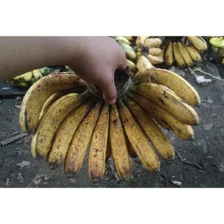 Jual buah pisang barangan medan 1 sisir | Shopee Indonesia