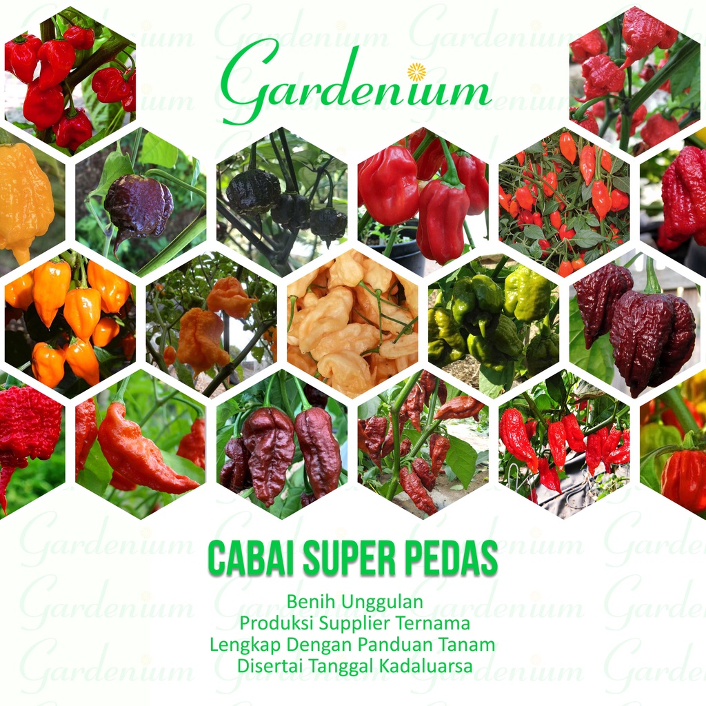 Jual Macam Macam Benih Cabai Super Pedas Cabe Paktani , Carolina Reaper ...