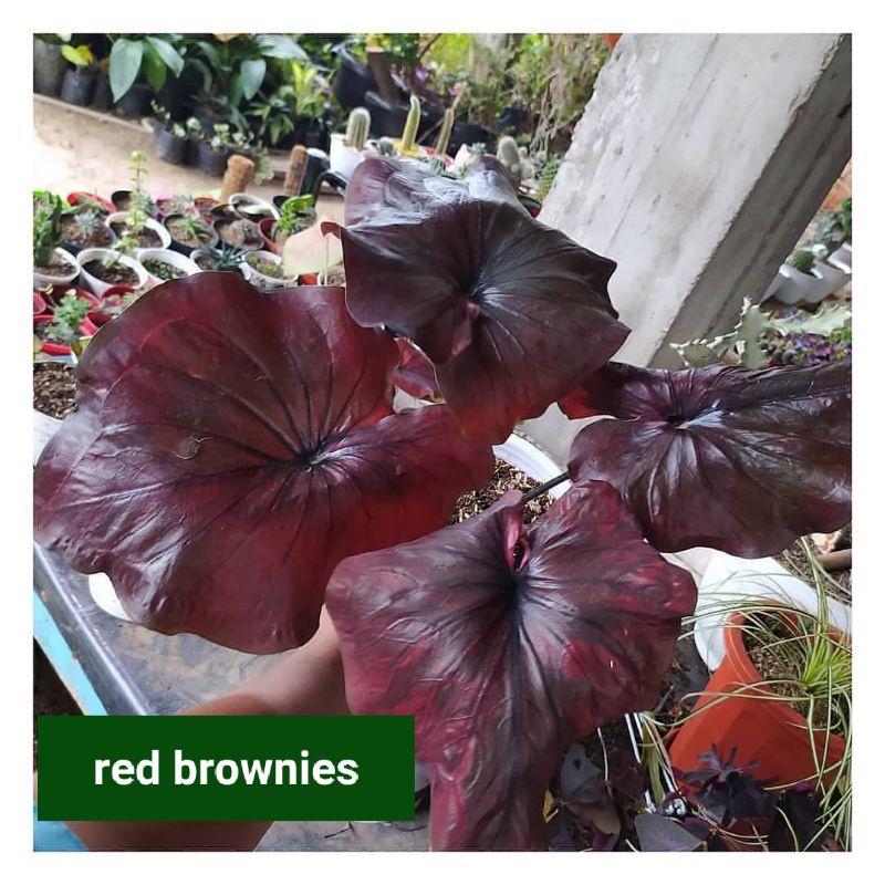 Jual Bunga Caladium Red brownies ( bonggol ) | Shopee Indonesia