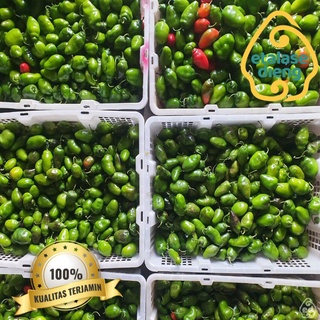 Jual Cabai / Cabe gendot / 1.25 kg / Cabe Gendut / Potongan Ongkir ...
