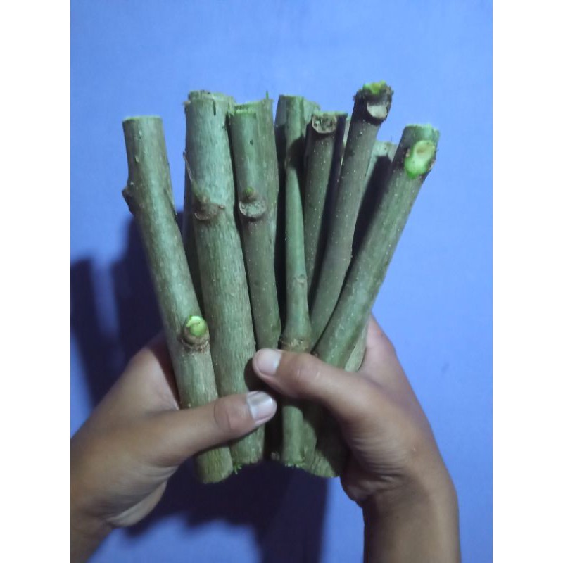 Jual Batang kelor (stekan) Indonesia|Shopee Indonesia