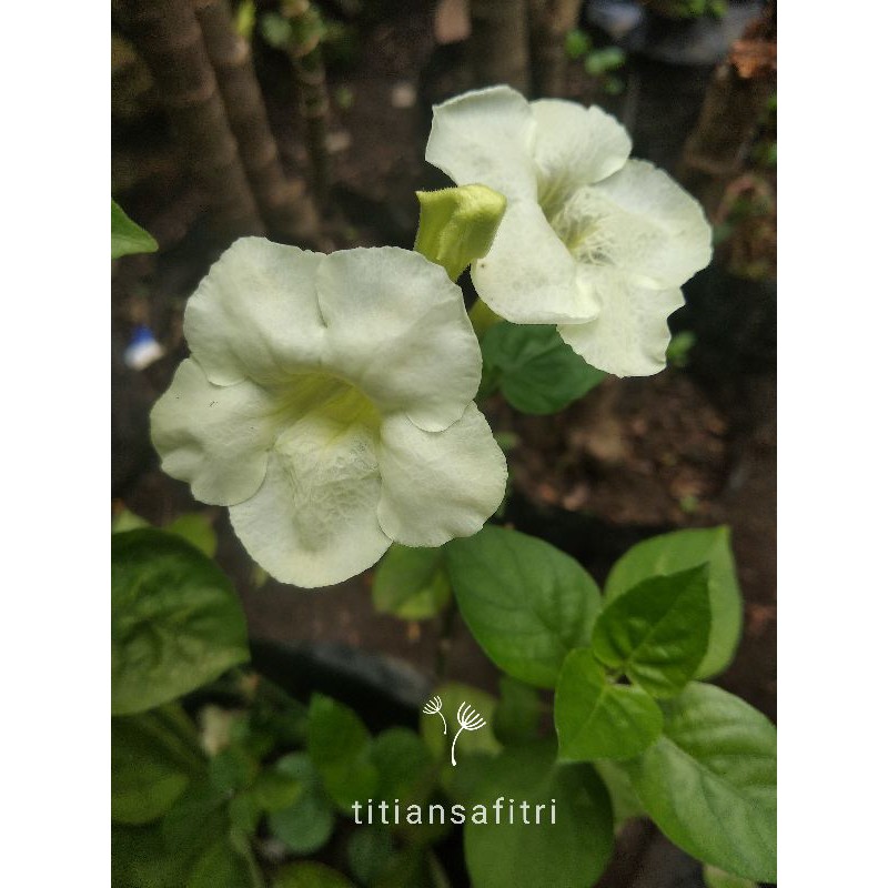 Jual tanaman hias rumput israel hijau variegata | Shopee Indonesia