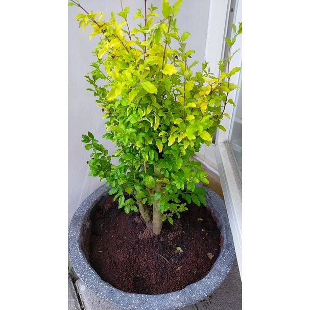 Jual Bahan Bonsai Legistrum Golden / Kututan Siap Kawat Indonesia ...