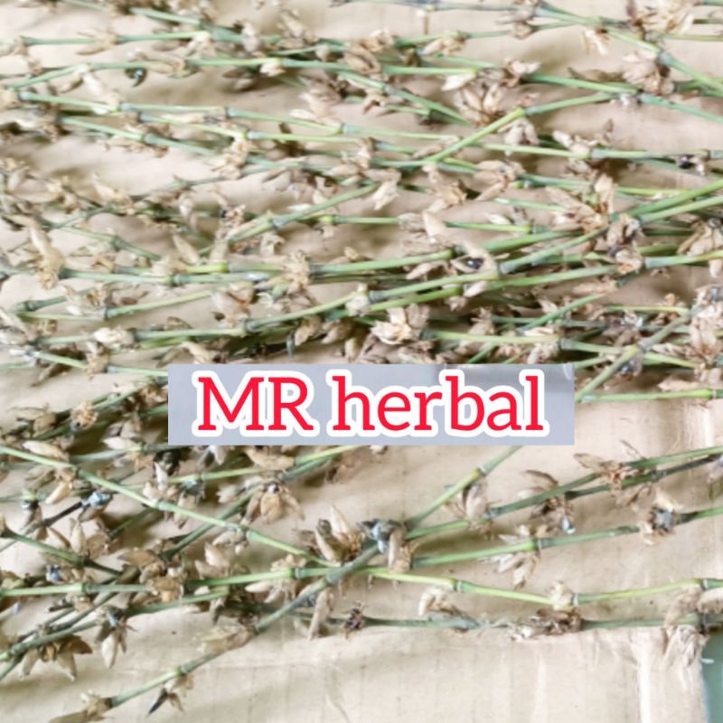 Jual bunga bambu atau kembang Pring per 1 ikat isi 15 tangkai | Shopee ...