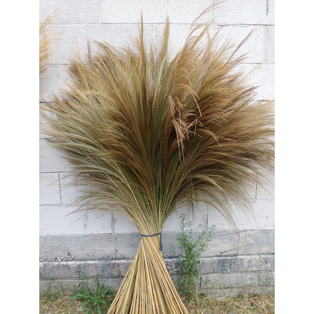 Jual 50 Batang Rayung Ukuran L/Pampas Tanpa Bulu | Shopee Indonesia