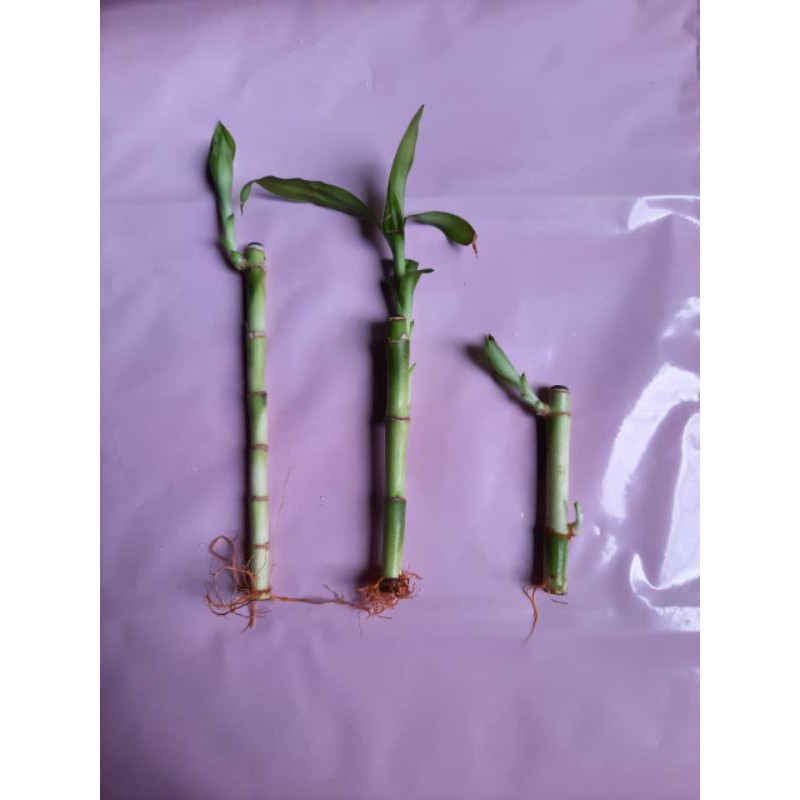 Jual Bambu Hoki Bambu Air Bambu Mini | Shopee Indonesia