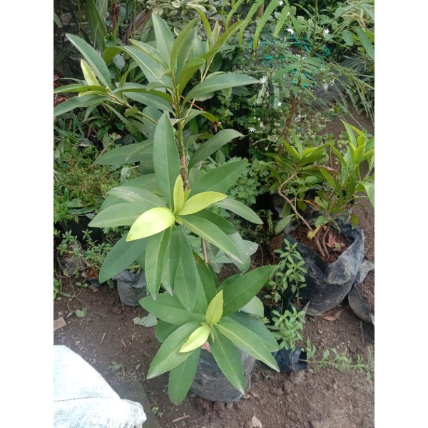 Jual tanaman daun lempeni | Shopee Indonesia