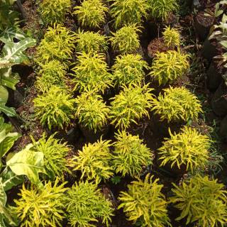 Jual Brokoli Kuning - Tanaman Hias Daun Yellow Broccoli | Shopee Indonesia