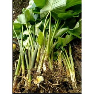 Jual TALAS BENENG (BANTEN) | BIBIT TALAS BENENG SIAP TANAM | Shopee ...