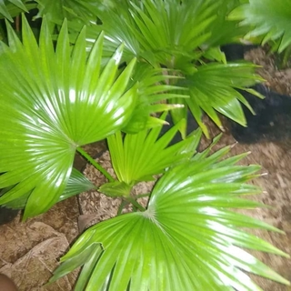 Jual Tanaman hias palem bintang - pohon palem | Shopee Indonesia