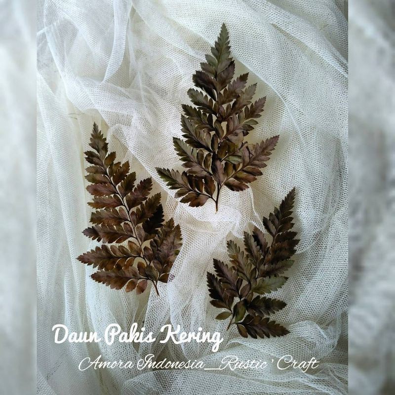 Jual Daun Pakis Kering (kerajinan) | Shopee Indonesia