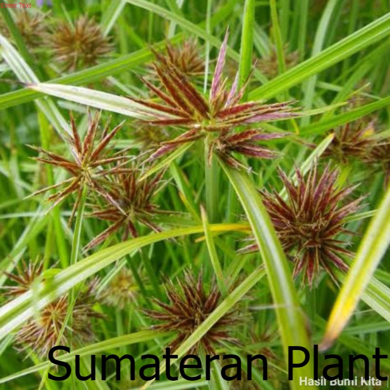 Jual Tanaman Rumput Teki Cyperus rotundus Tanaman Herbal Dianggap Gulma ...