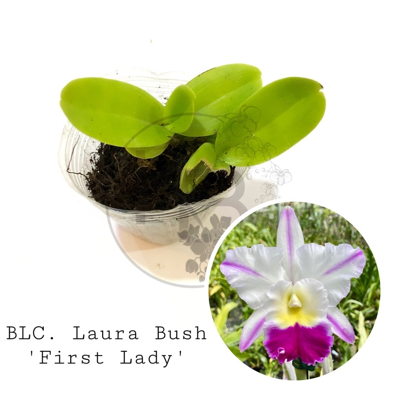 Bibit Anggrek Cattleya Koleksi First Lady | seedling anggrek Cattleya ...