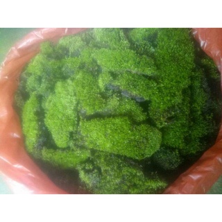 Produk Grosir Aquascape | Shopee Indonesia