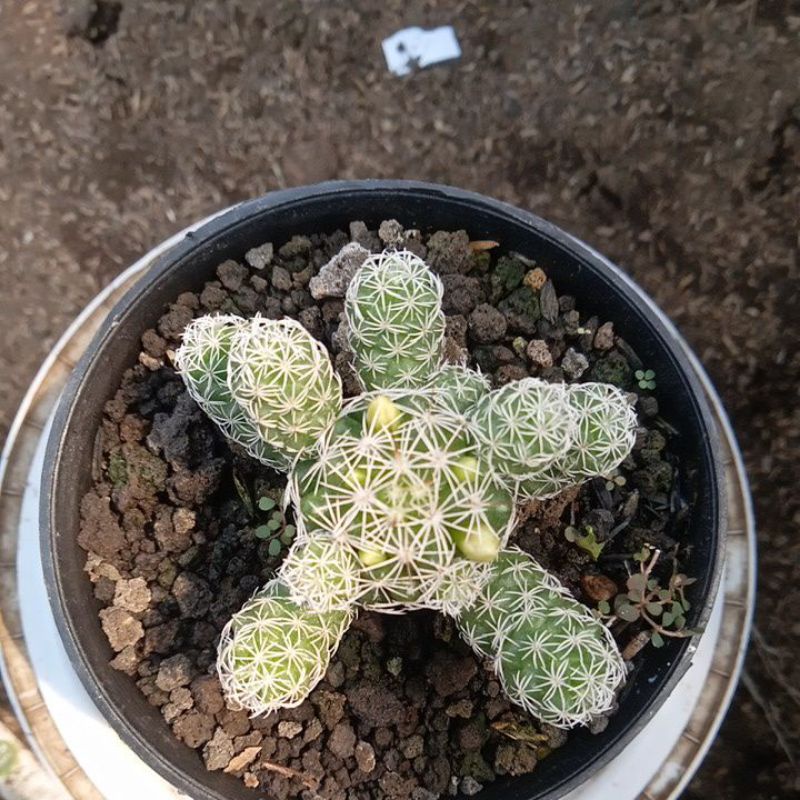 Jual kaktus tanaman hias koripanta | Shopee Indonesia