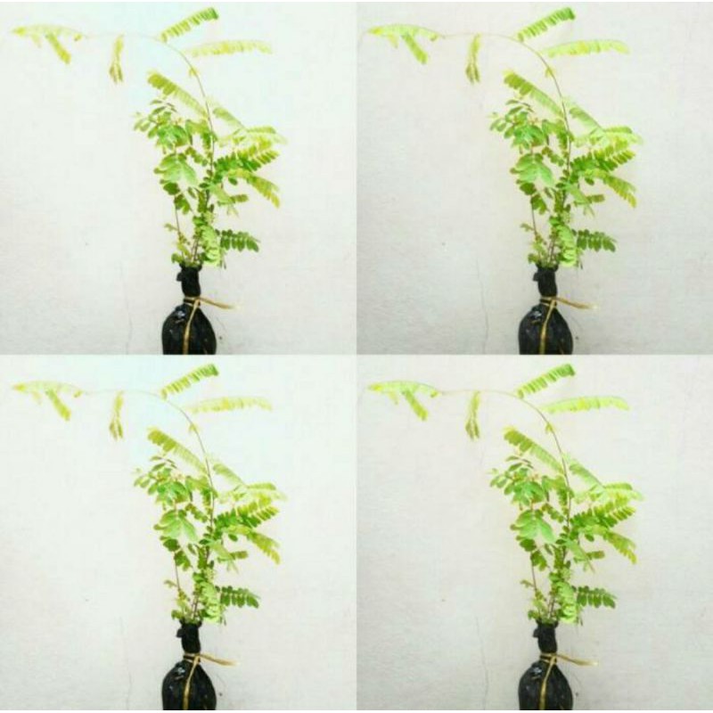 Jual Tanaman saga rambat tanaman saga manis Indonesia|Shopee Indonesia