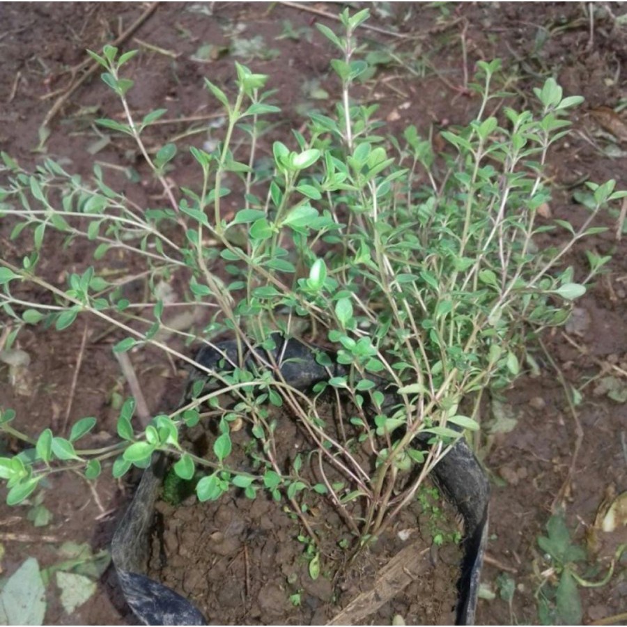 Jual Tanaman Herbal Timi / Thymus Vulgaris / Thymi Herb | Shopee Indonesia