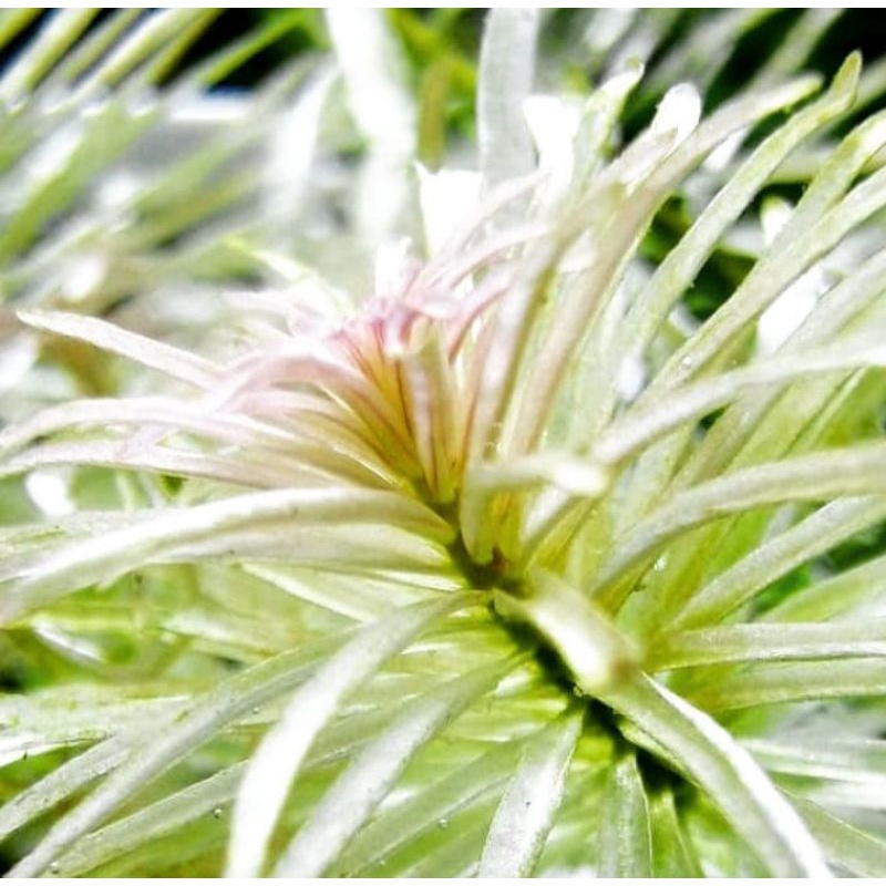 Jual Ludwigia inclinata White tanaman aquascape /stemp plant | Shopee ...