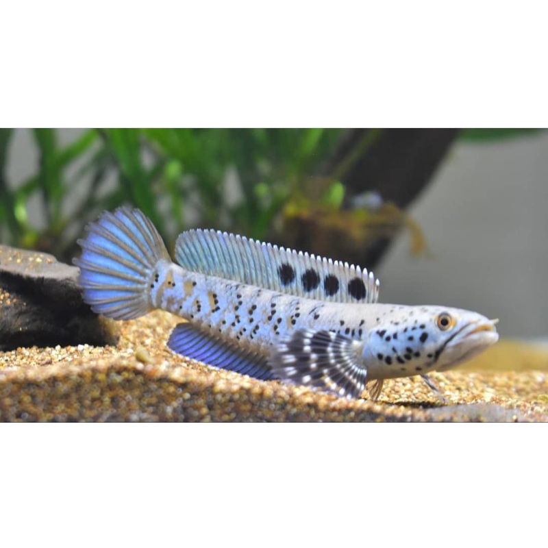 Ikan Channa Orna - Homecare24