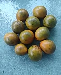 Jual Buah campoleh manis | Shopee Indonesia