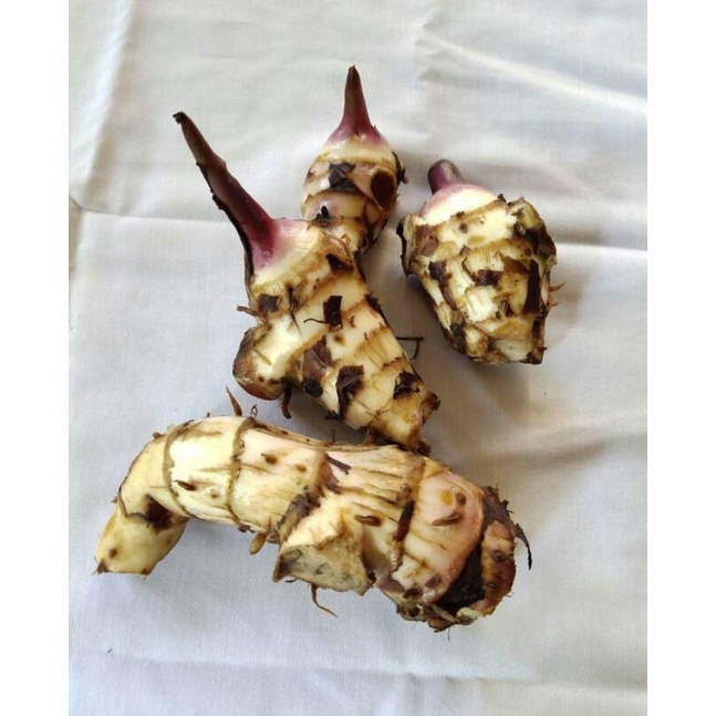 Jual makanan sehat umbi ganyong/umbi midro | Shopee Indonesia