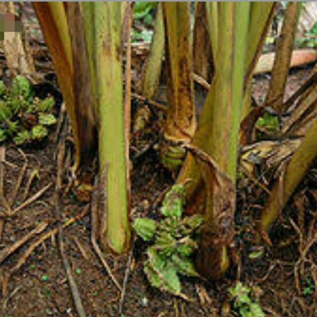 Jual Bibit pohon wresah atau hanggasa Indonesia|Shopee Indonesia