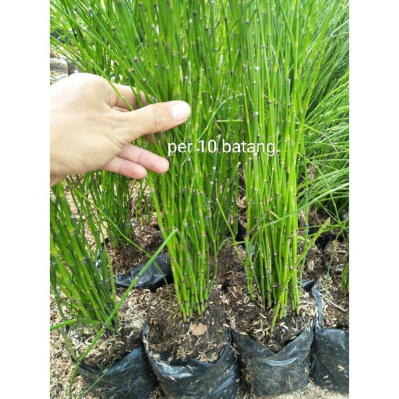 Jual bambu air murah per 10 btg - tanaman hias bambu air | Shopee Indonesia