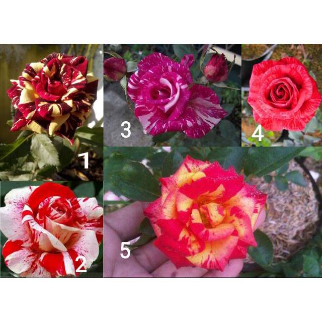 Jual Tanaman mawar batik candy | Shopee Indonesia