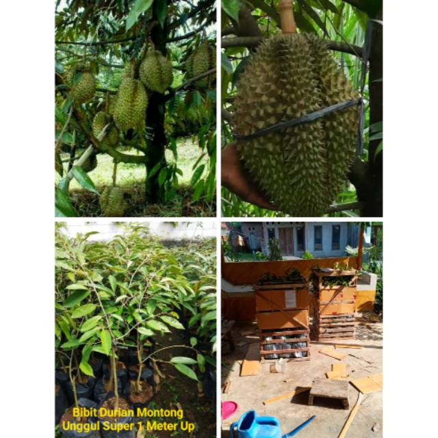 Harga pohon duren pendek Terbaru Jan 2025 | BigGo Indonesia