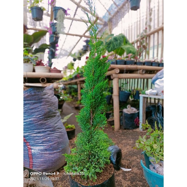 Jual Pohon Cemara Pua Pua tinggi 100 cm murah Indonesia|Shopee Indonesia