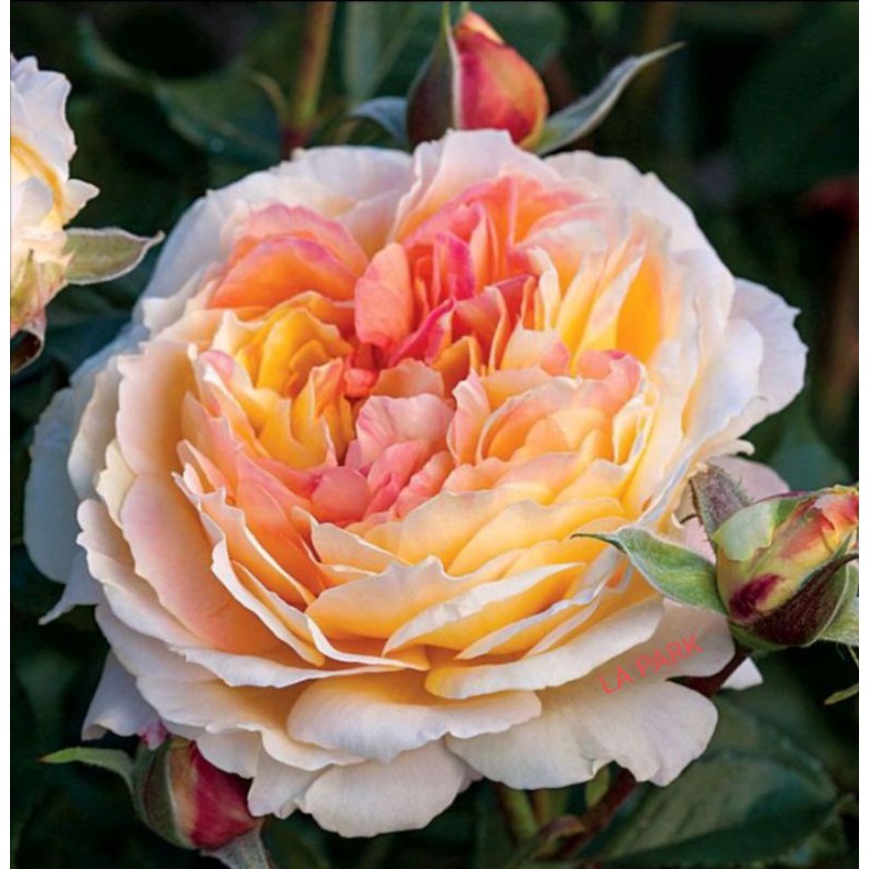 Jual bunga mawar import La Park tanaman hias tanaman outdoor | Shopee ...