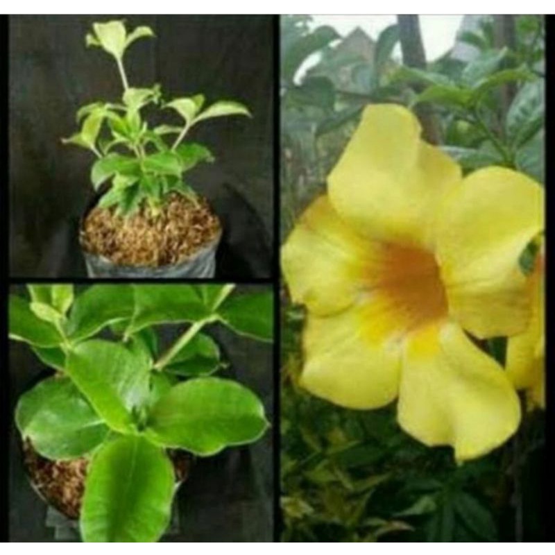 Jual Bibit pohon bunga alamanda kuning/Tanaman bunga Alamanda | Shopee ...