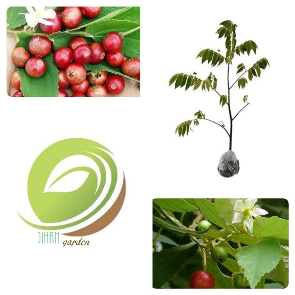Jual TERBAIK bibit tanaman buah seri-ceri-kersen-karsen-daun talok ...