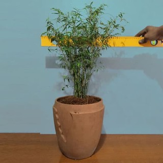 Jual Tanaman hias bambu mini micro / sasa pygmaea bamboo dwarf TANAMAN ...