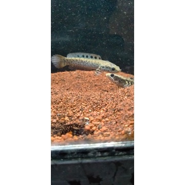 Jual Channa orna YL size 78cm | Shopee Indonesia