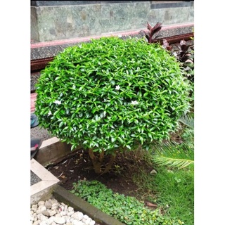 Jual rombusa rimbun melati rombusa | Shopee Indonesia