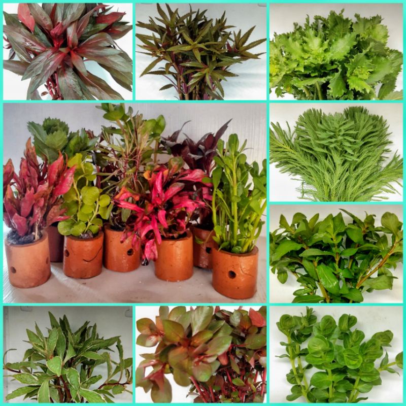 Jual Paket Hemat 100 Batang Mix Tanaman Aquascape Hiasan Aquarium ... Jual Paket Hemat 100 Batang Mix Tanaman Aquascape Hiasan Aquarium ...