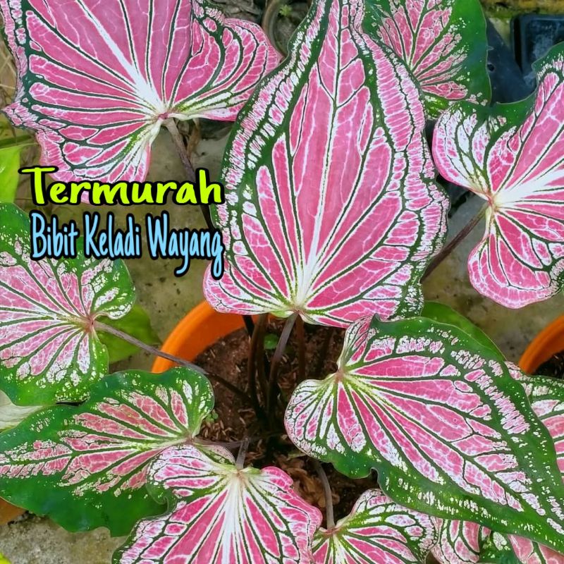 Jual Tanaman hias keladi wayang Caladium | Shopee Indonesia Jual Tanaman hias keladi wayang Caladium | Shopee Indonesia