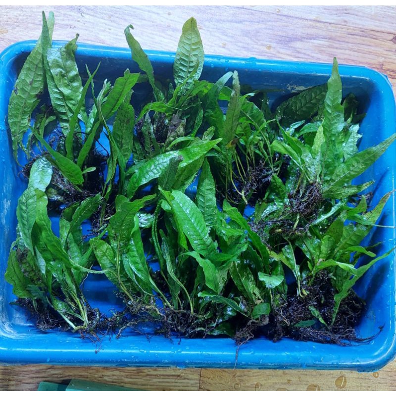 Jual Kadaka Aquascape Aquarium Channa Murah | Shopee Indonesia