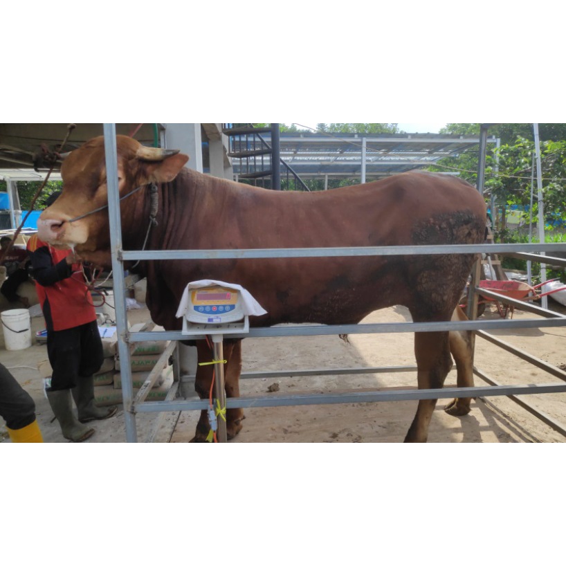 Jual Jual Sapi Qurban 2022 Limousine & Pegon Berat +/- 550Kg | Shopee ...