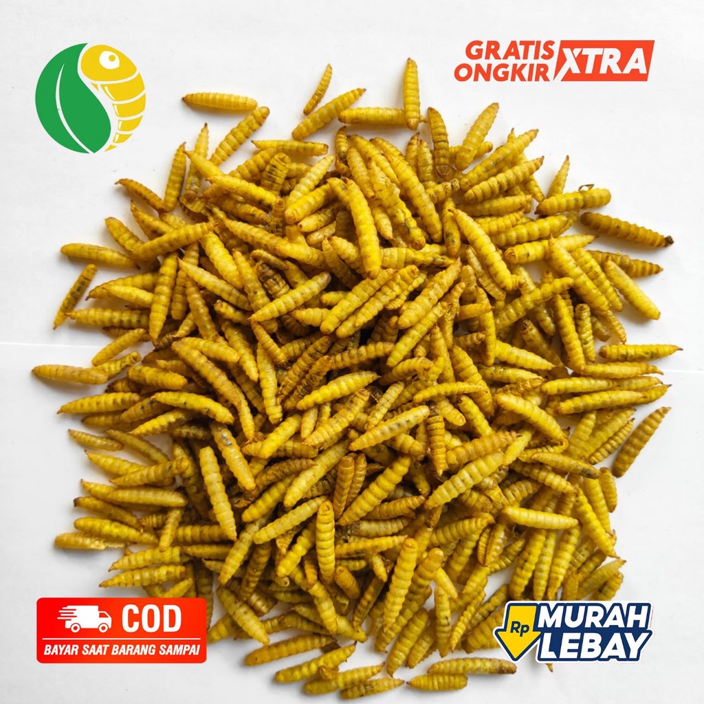 Jual MURAH 1 KG !! Dry maggot Maggot Kering KUNING GRADE A PREMIUM ...