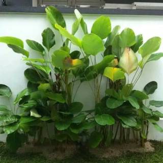Jual Tanaman hias daun calathea lutea luthea / pohon pisang kalatea ...
