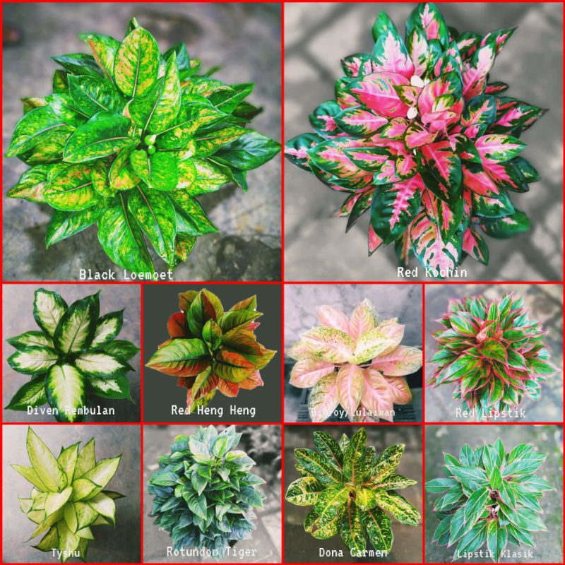 Jual Paket 10 bunga aglonema sesuai jenis gambar tanaman berdaun 3-4-5 ...